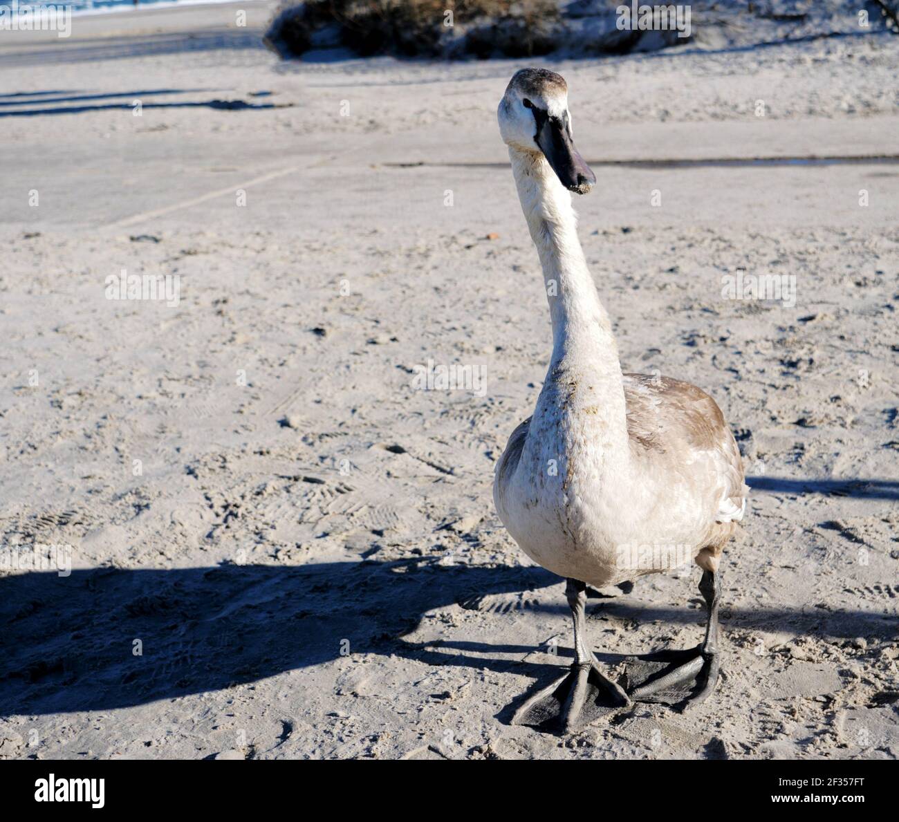 A swan stands on the sand on the beach in sunny weather and looks into ...