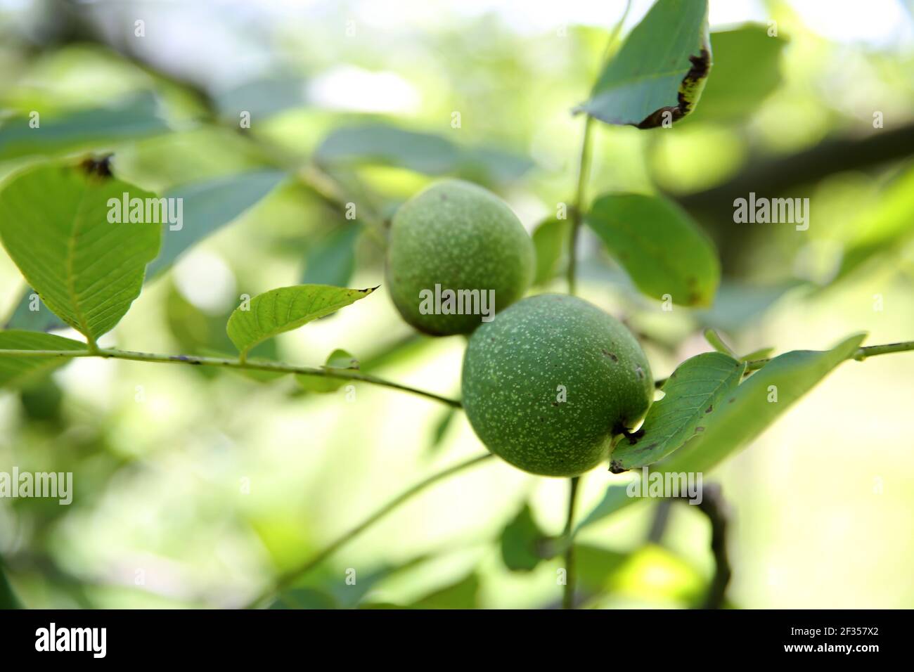Walnut trees hi-res stock photography and images - Alamy