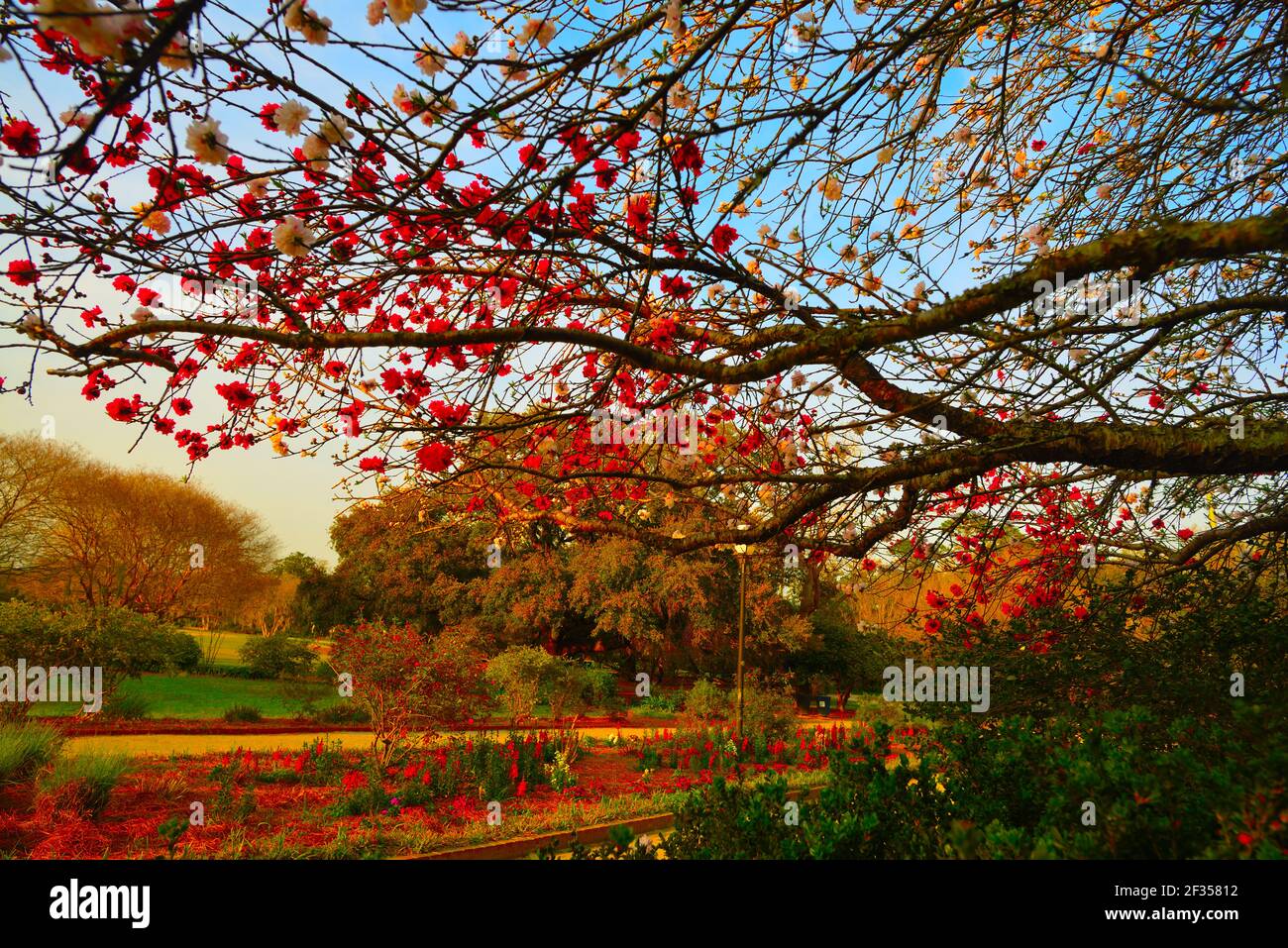 Public Park with Peppermint Trees on Path Stock Photo - Alamy