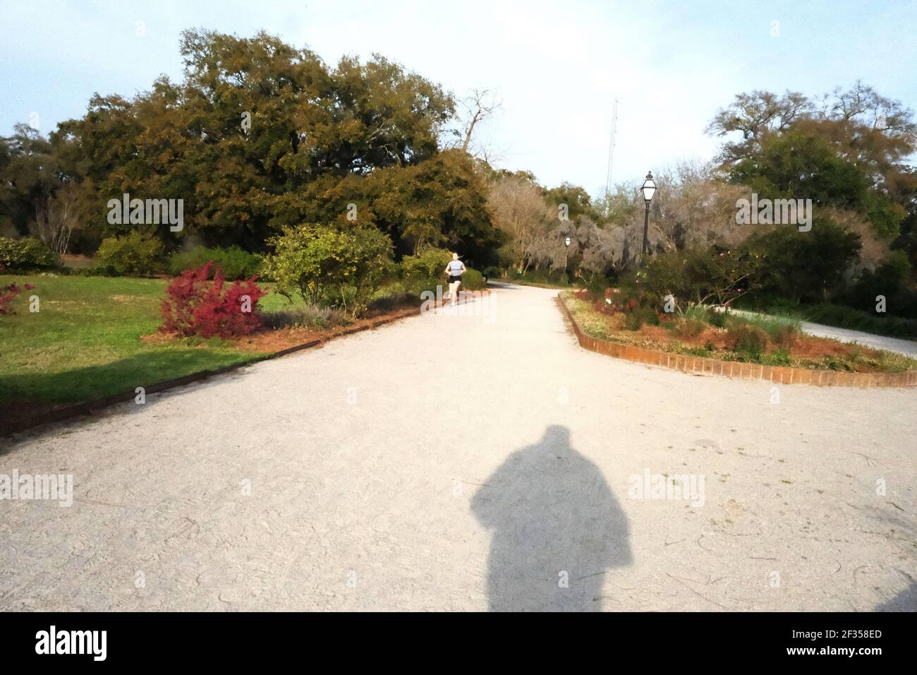 Public Park with Peppermint Trees on Path Stock Photo - Alamy