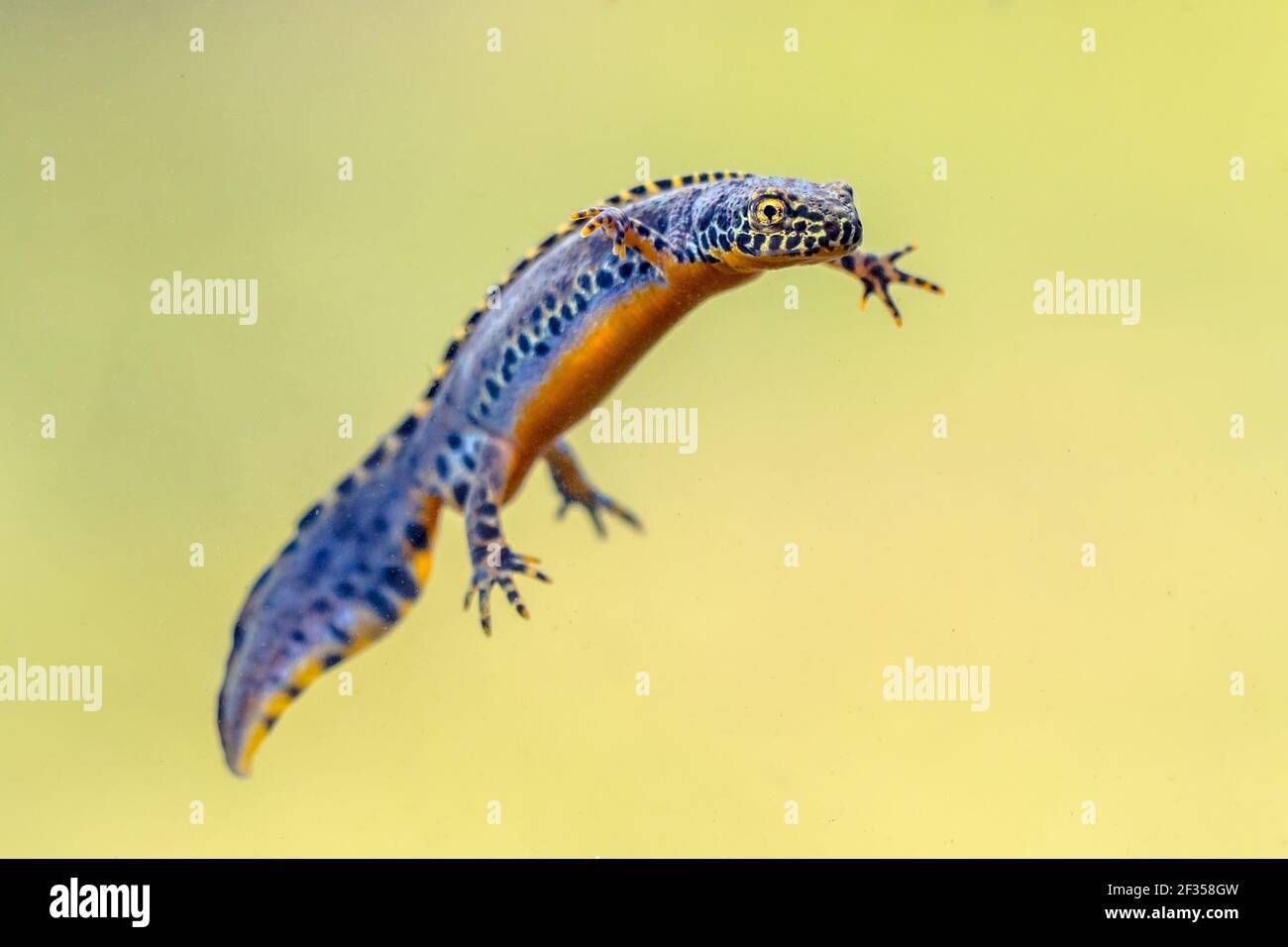 Alpine newt (Ichthyosaura alpestris) colorful male aquatic amphibian ...