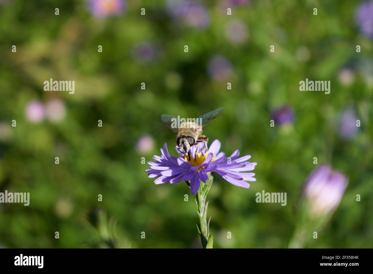 The loving bee pollinates nature Stock Photo - Alamy