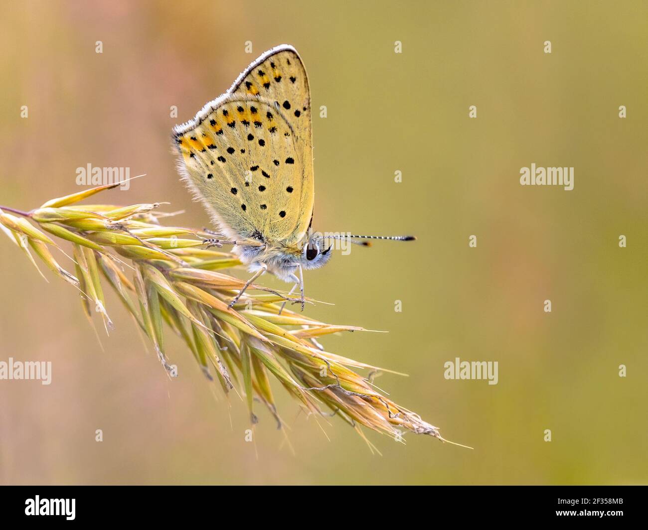 European Butterfly Sooty Copper (Lycaena tityrus) with blurred ...