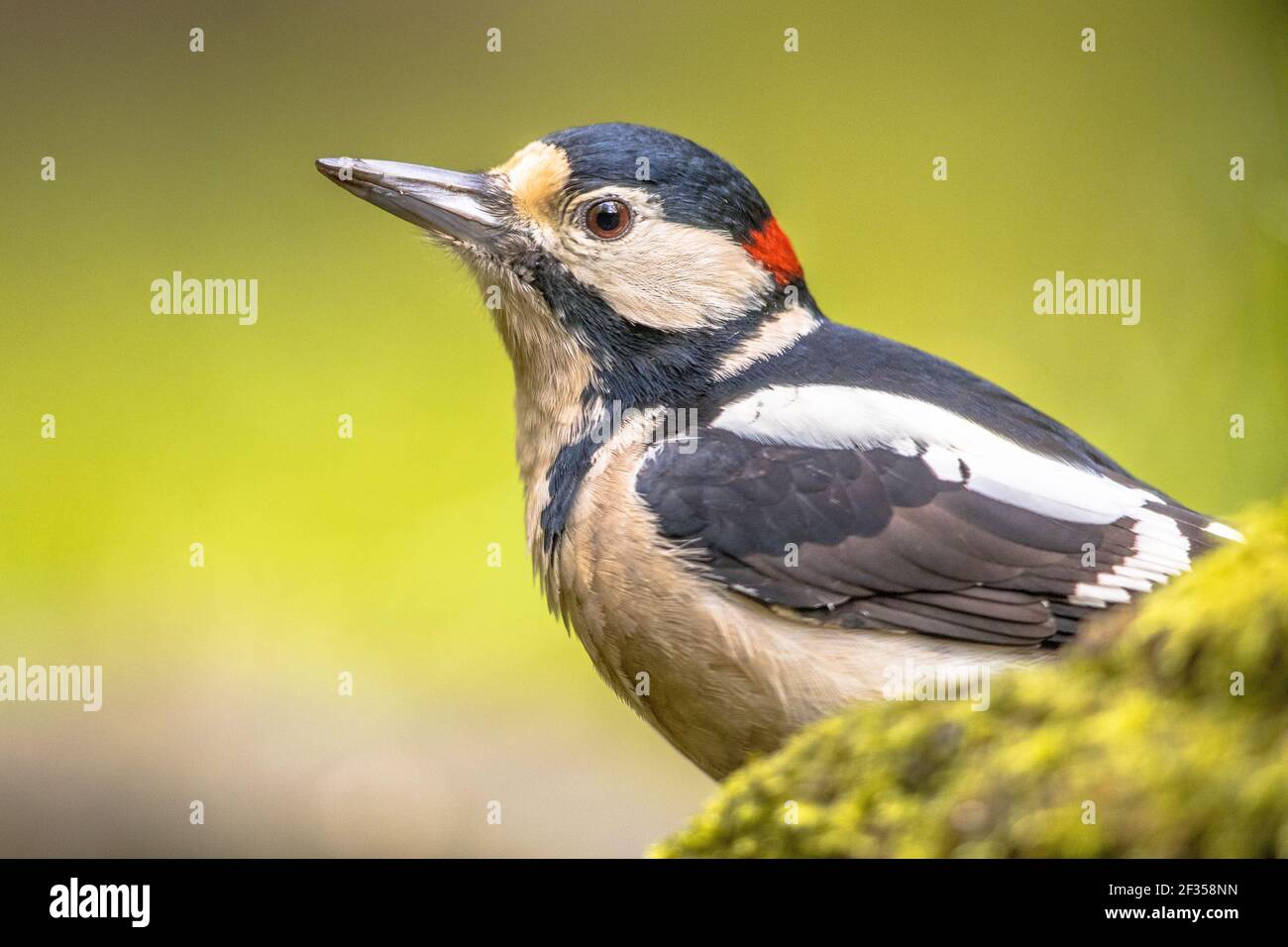 Great spotted woodpecker (Dendrocopus major) portrait in forest ...