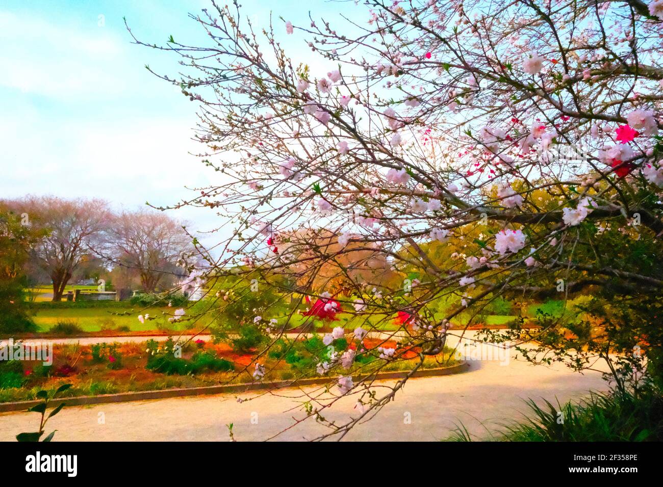 Public Park with Peppermint Trees on Path Stock Photo - Alamy