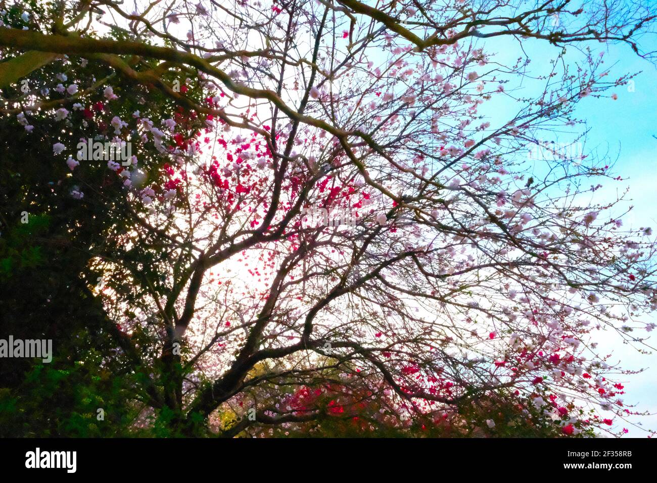 Public Park with Peppermint Trees on Path Stock Photo - Alamy
