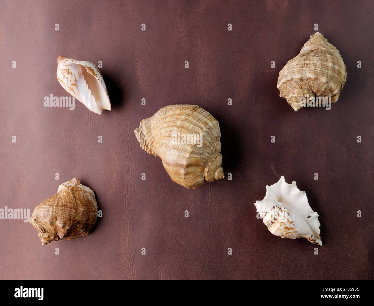 five seashells of different sizes lie on the skin surface concept of ...