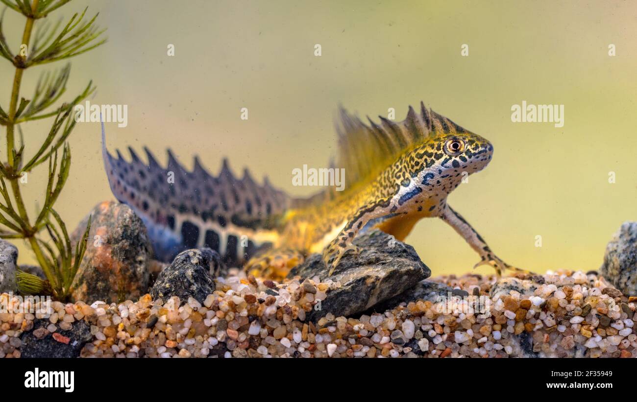 Southern banded newt (Ommatotriton vittatus) male aquatic amphibian ...