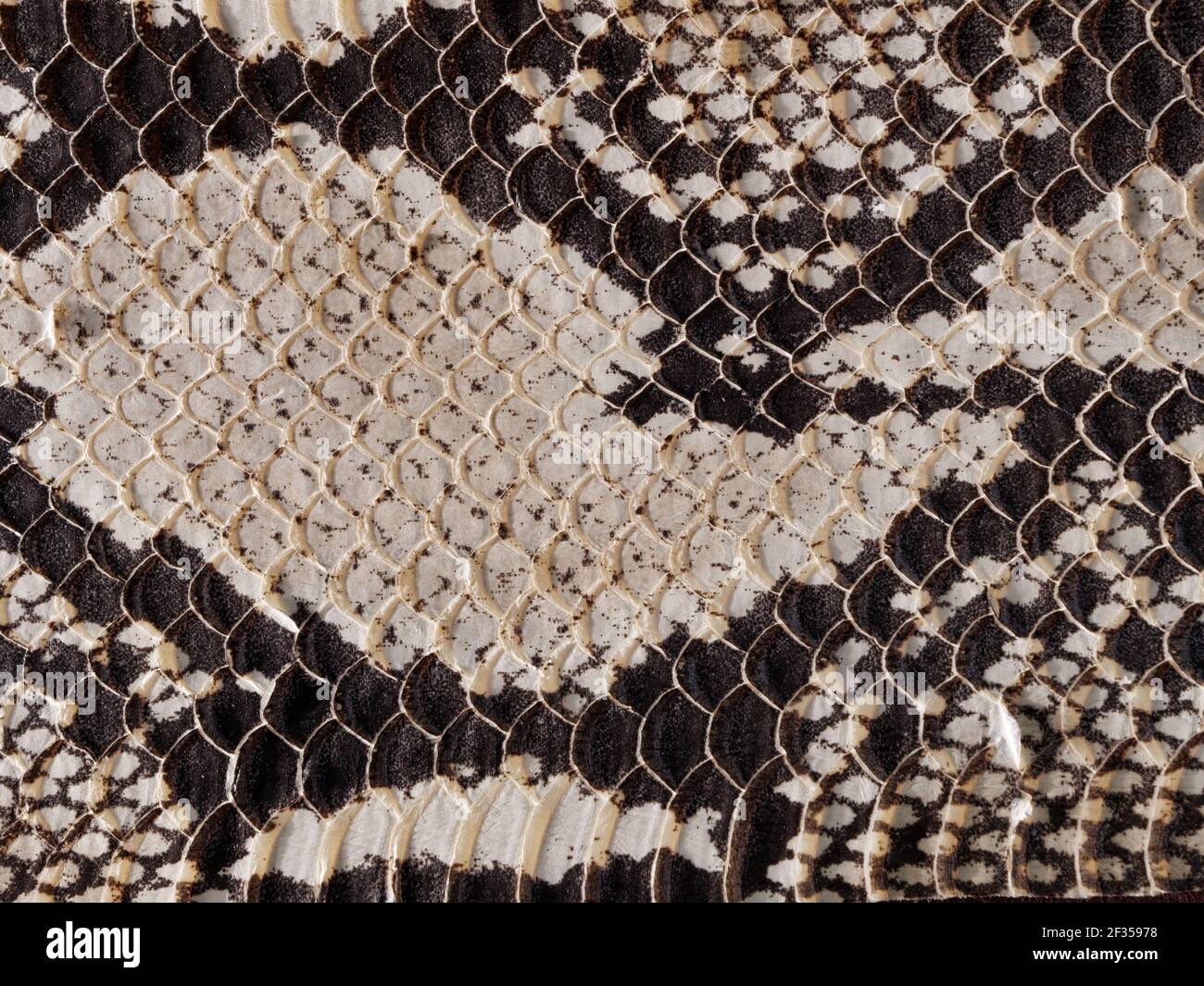 Texture of dark light python skin, concept of expensive leather ...