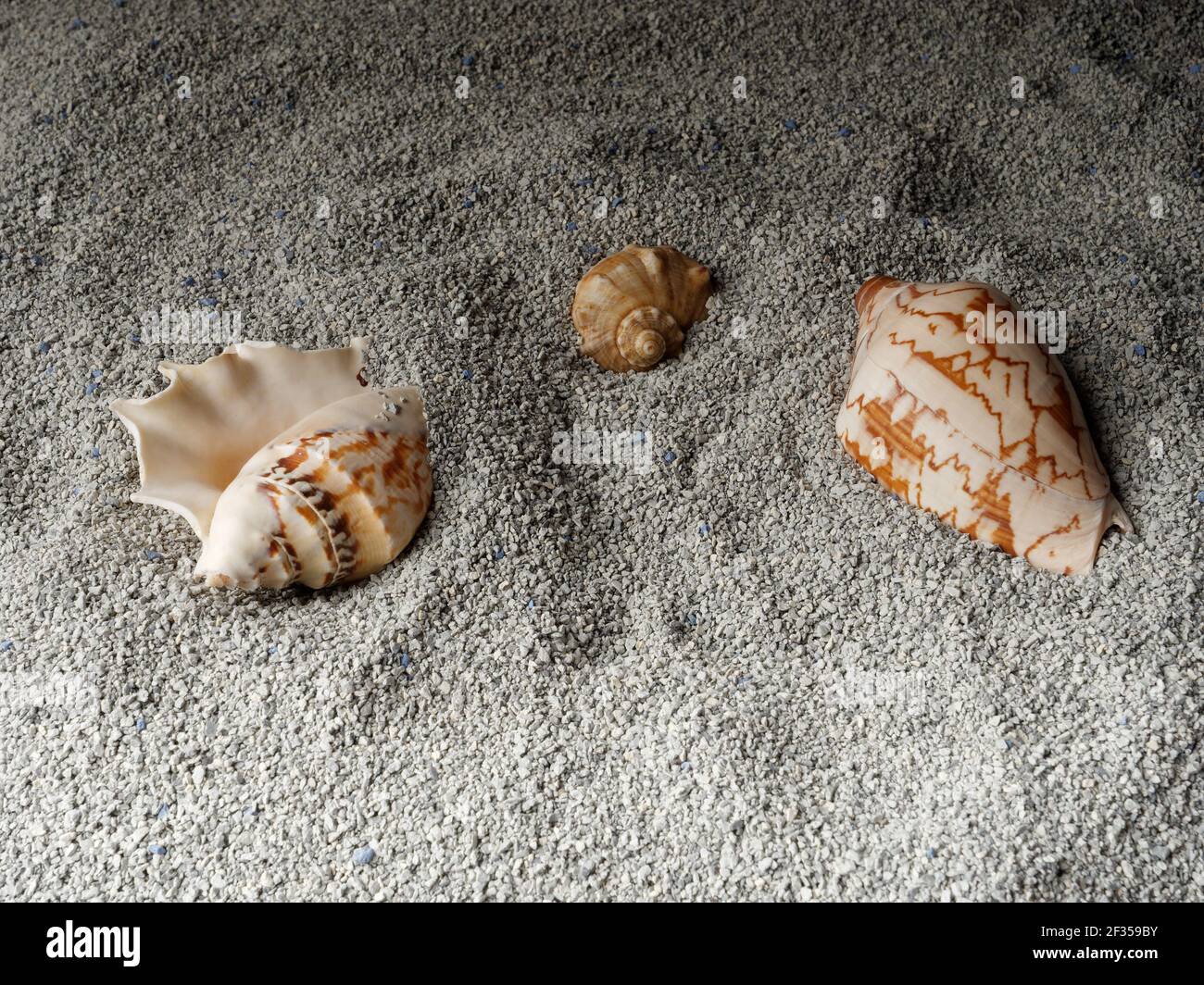sea shells lie on a sandy surface, illuminated by a bright light source ...