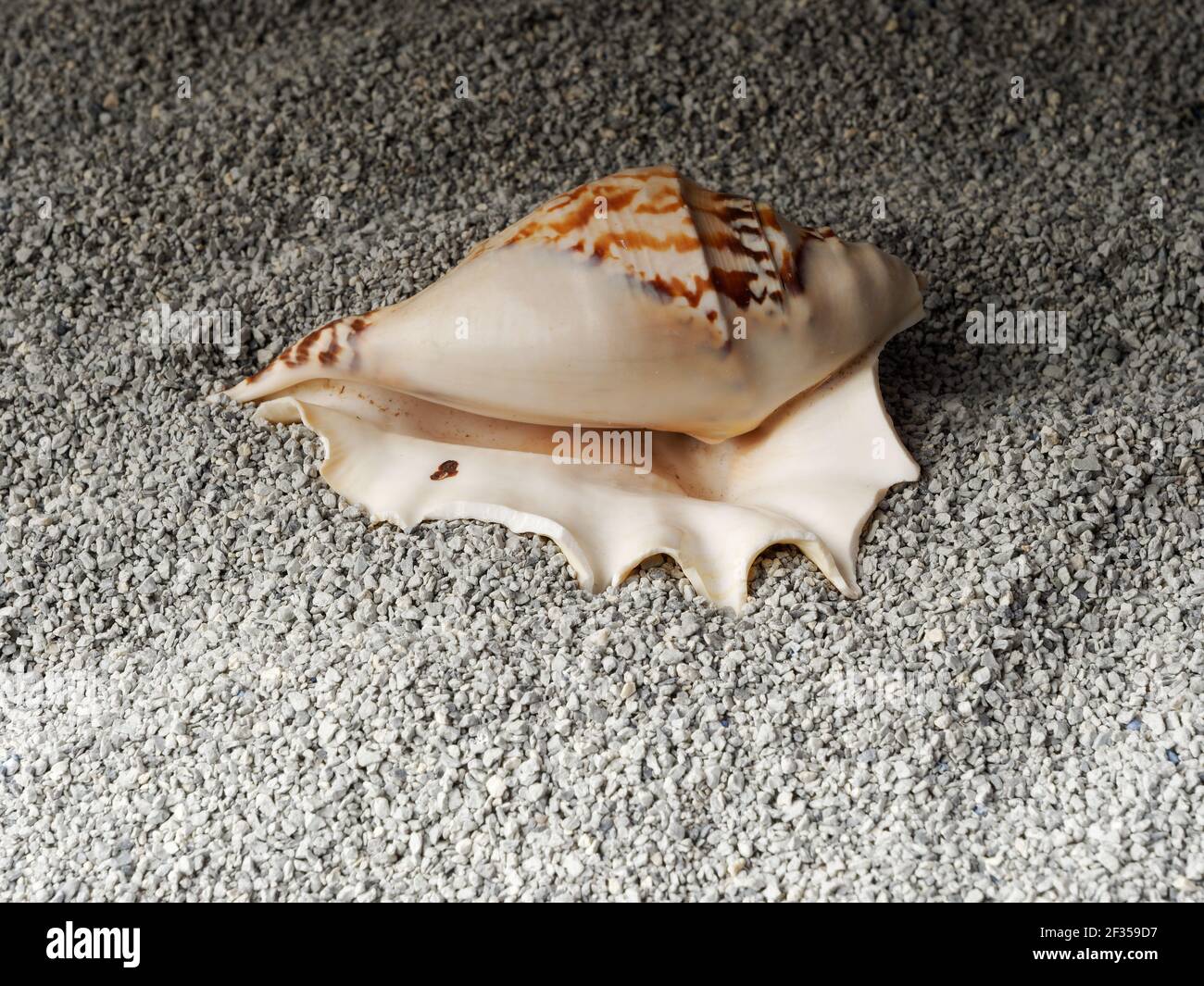 Illuminated shells hi-res stock photography and images - Alamy