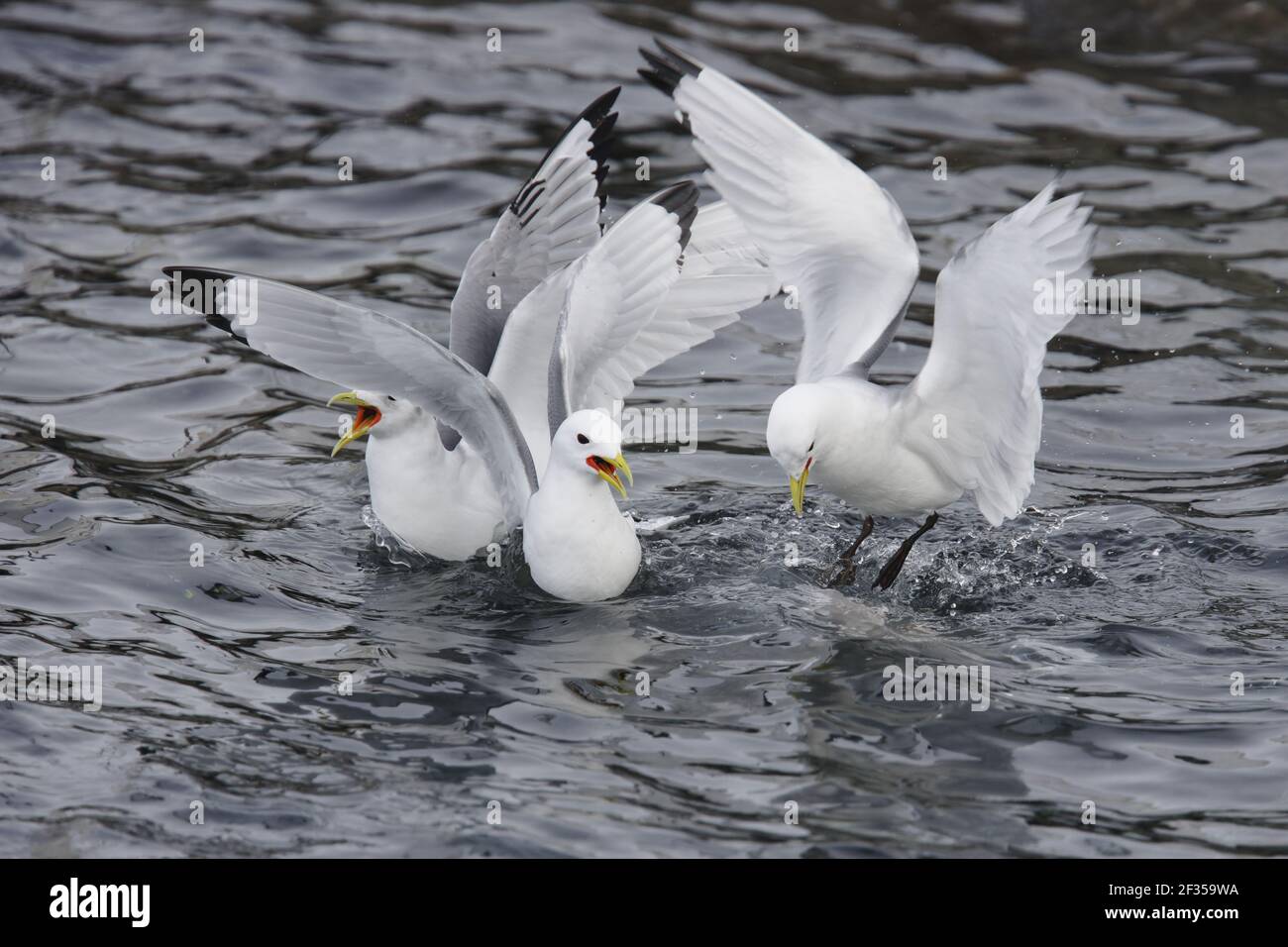 Kittiwake - Feeding on fish offal in fishing harbourLarus tridactyla ...