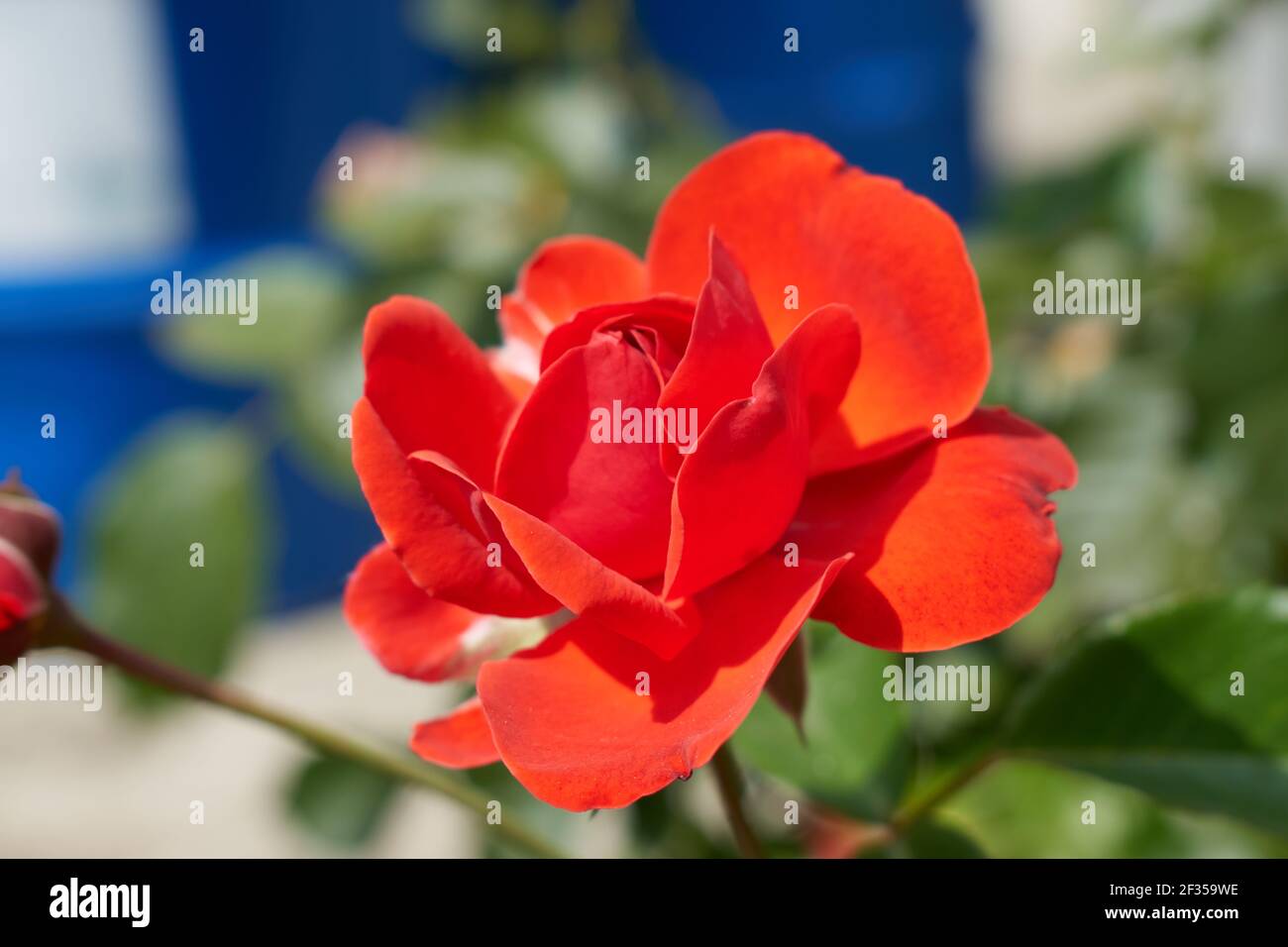 Beautiful red rose with raindrops Stock Photo - Alamy