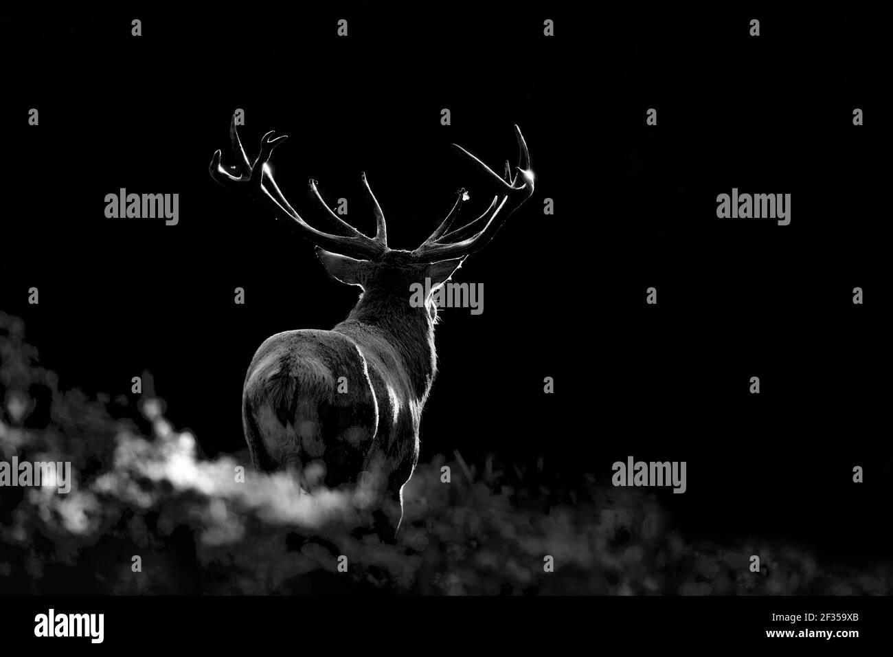 The King of Alpine forest, black and white portrait of Red deer male at ...