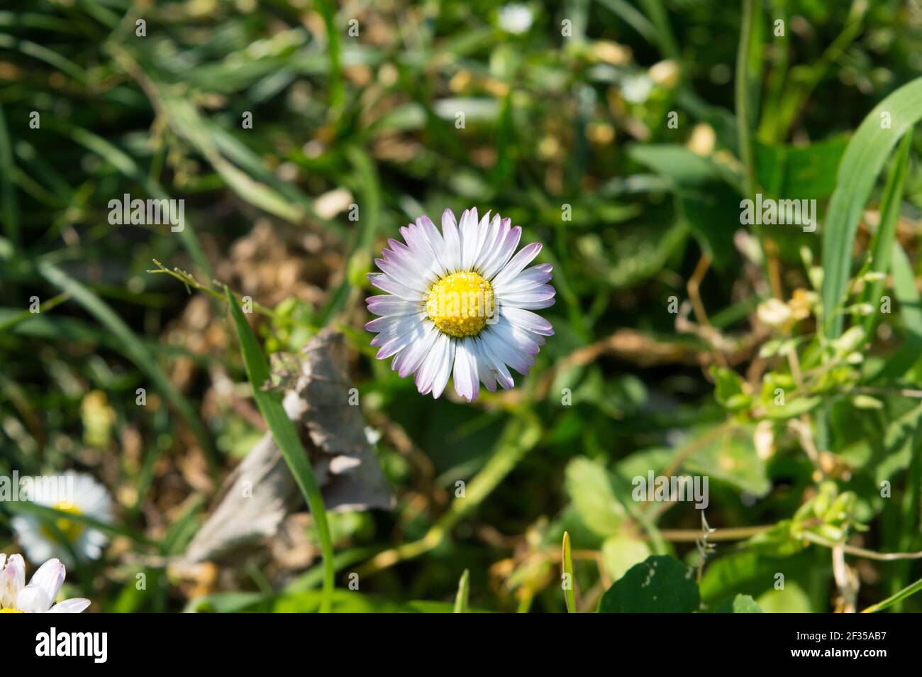 Single common daisy flower with many white petals, Bellis perennis, on ...