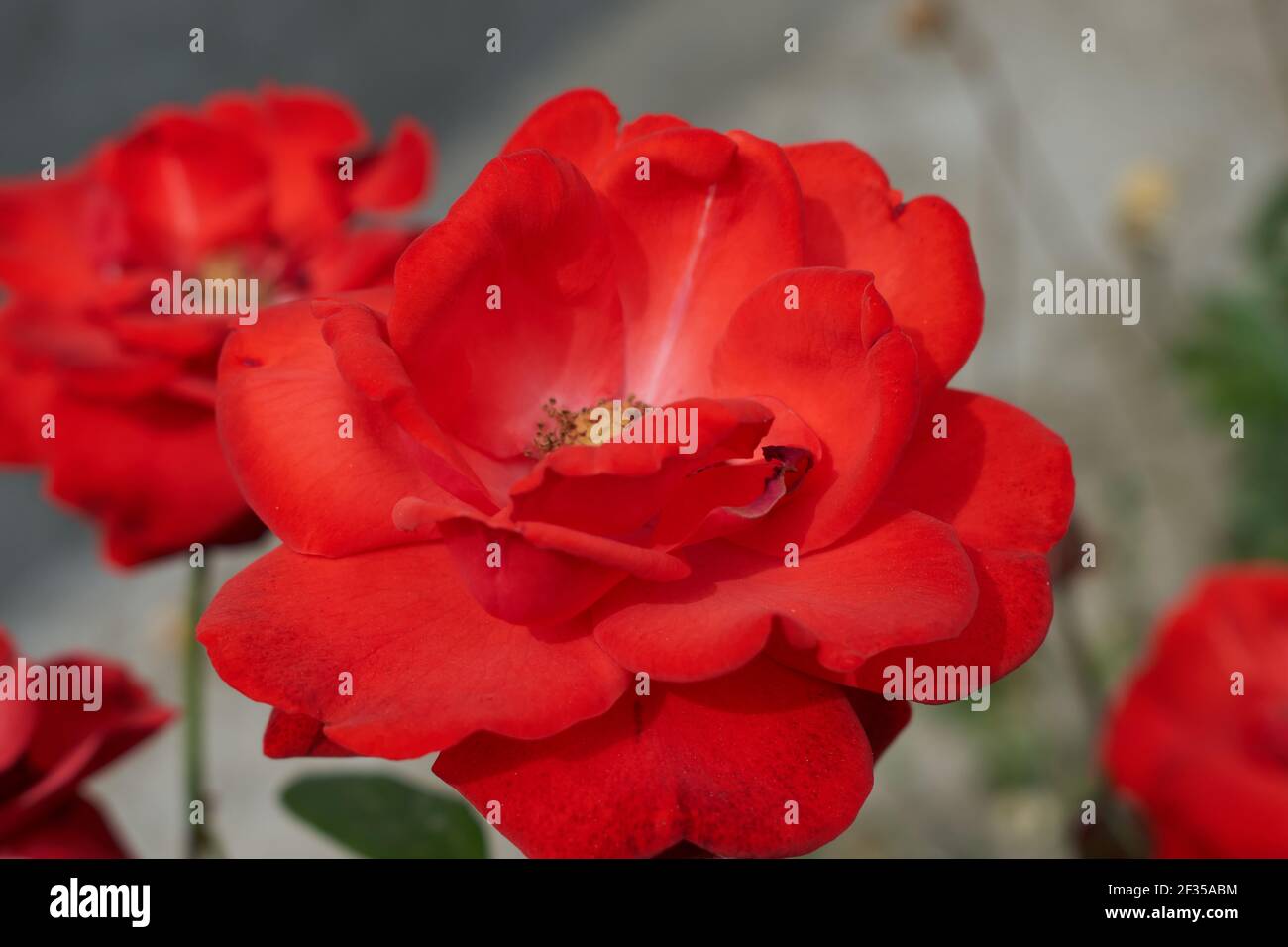 Beautiful red rose with raindrops Stock Photo - Alamy