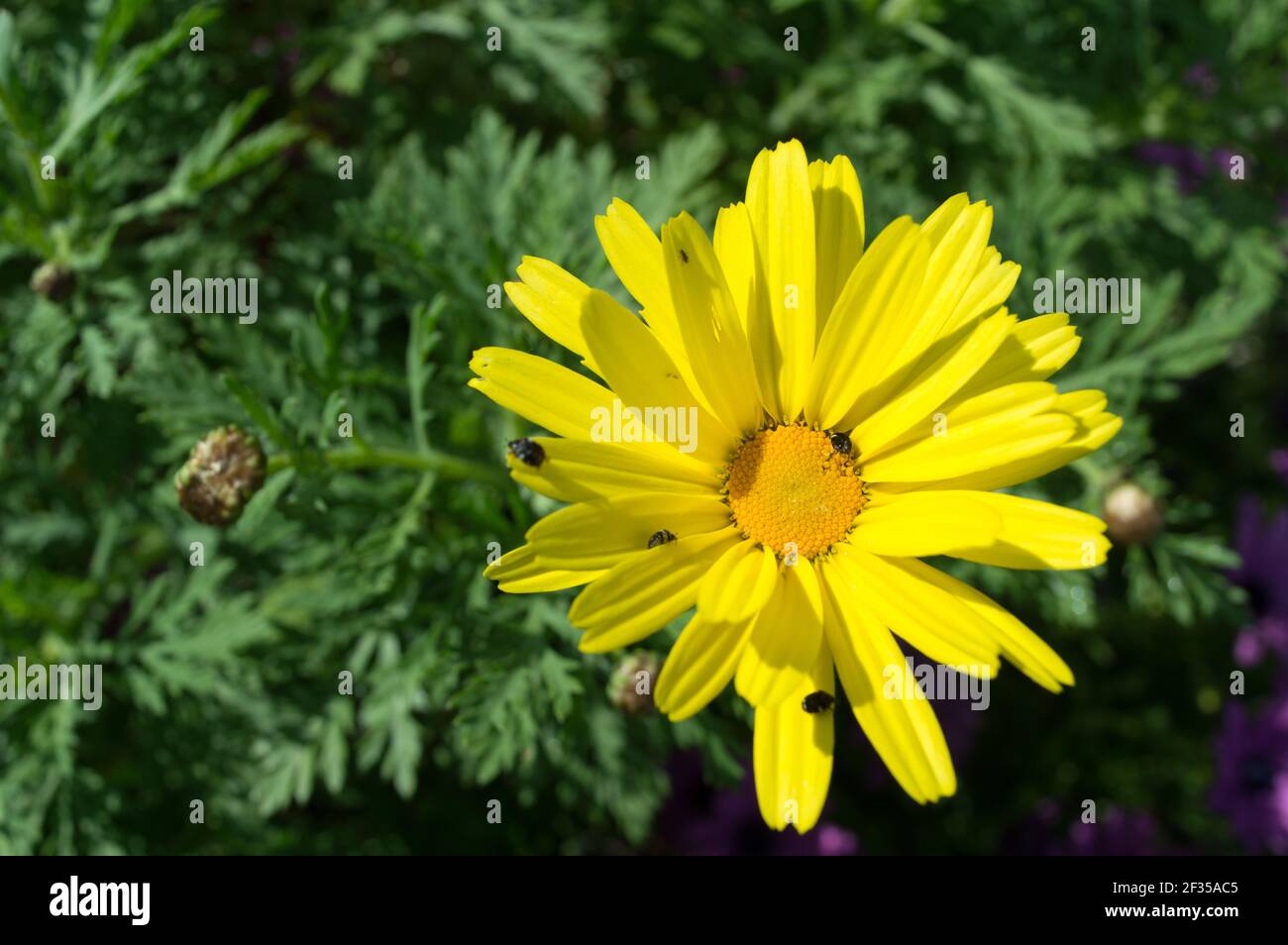 Beautiful yellow crown daisy flower, Glebionis coronaria, with tiny ...