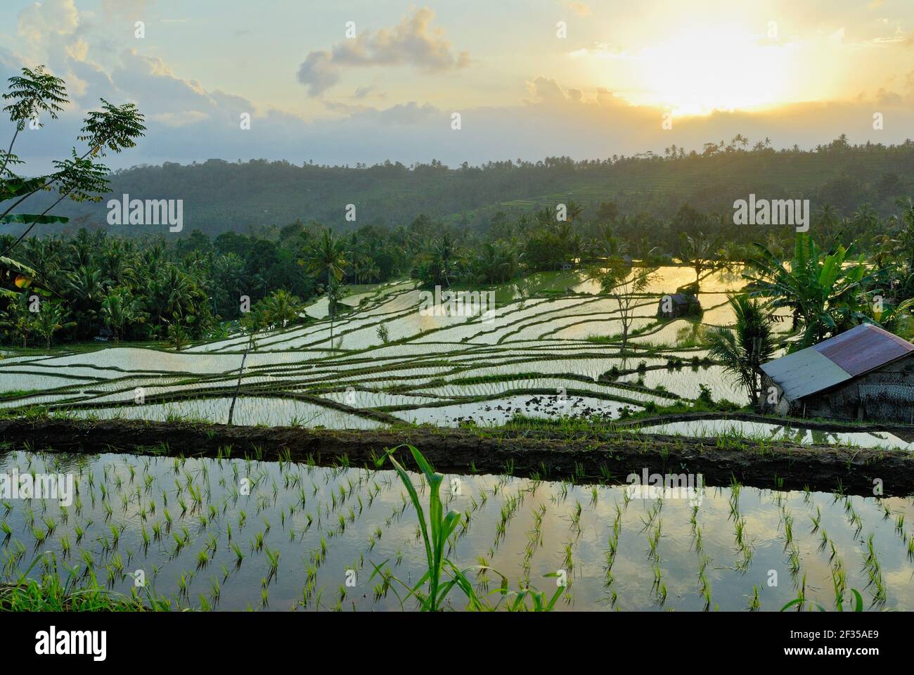 Rice Terraces -fields- of Bali, Indonesia Stock Photo - Alamy