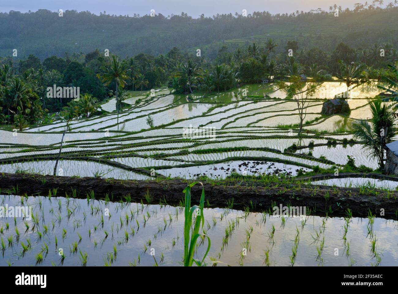 Rice Terraces -fields- of Bali, Indonesia Stock Photo - Alamy