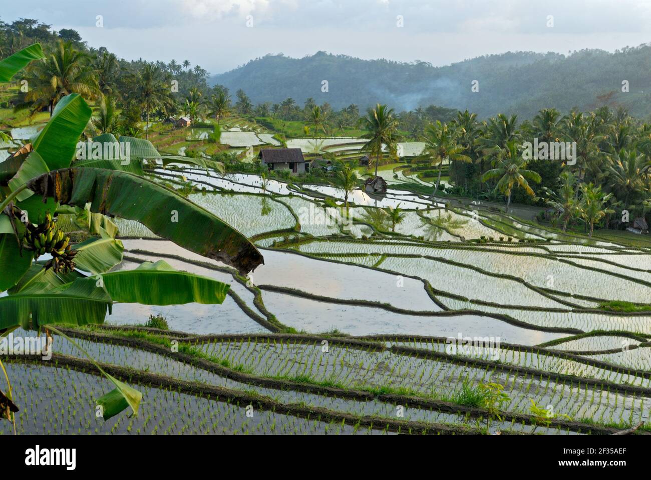 Rice Terraces -fields- of Bali, Indonesia Stock Photo - Alamy