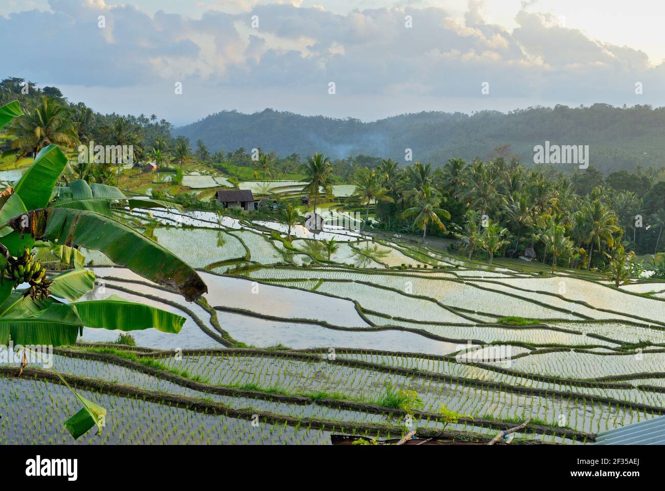 Rice Terraces -fields- of Bali, Indonesia Stock Photo - Alamy