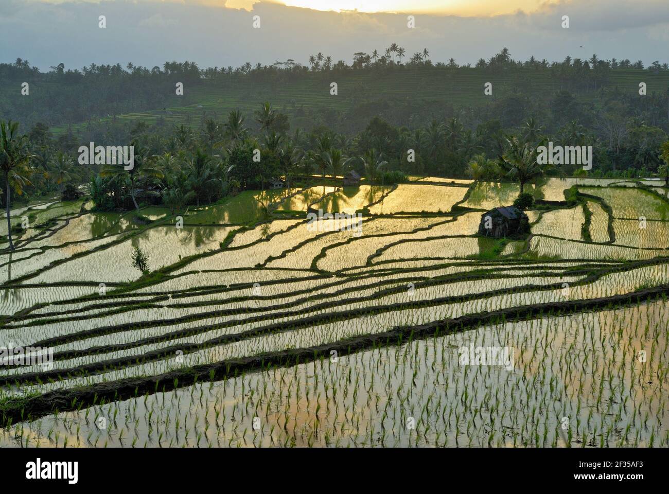 Rice Terraces -fields- of Bali, Indonesia Stock Photo - Alamy