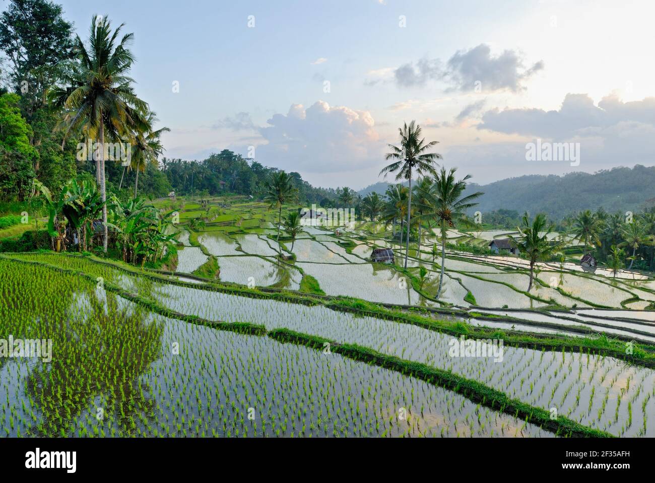 Rice Terraces -fields- of Bali, Indonesia Stock Photo - Alamy