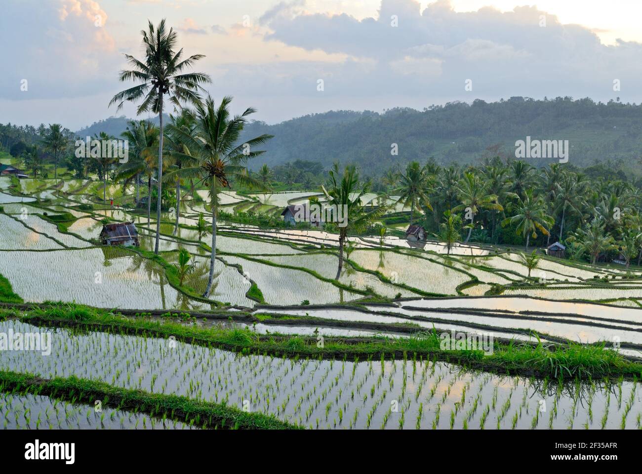 Rice Terraces -fields- of Bali, Indonesia Stock Photo - Alamy