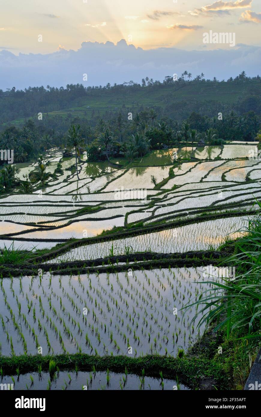Rice Terraces -fields- of Bali, Indonesia Stock Photo - Alamy