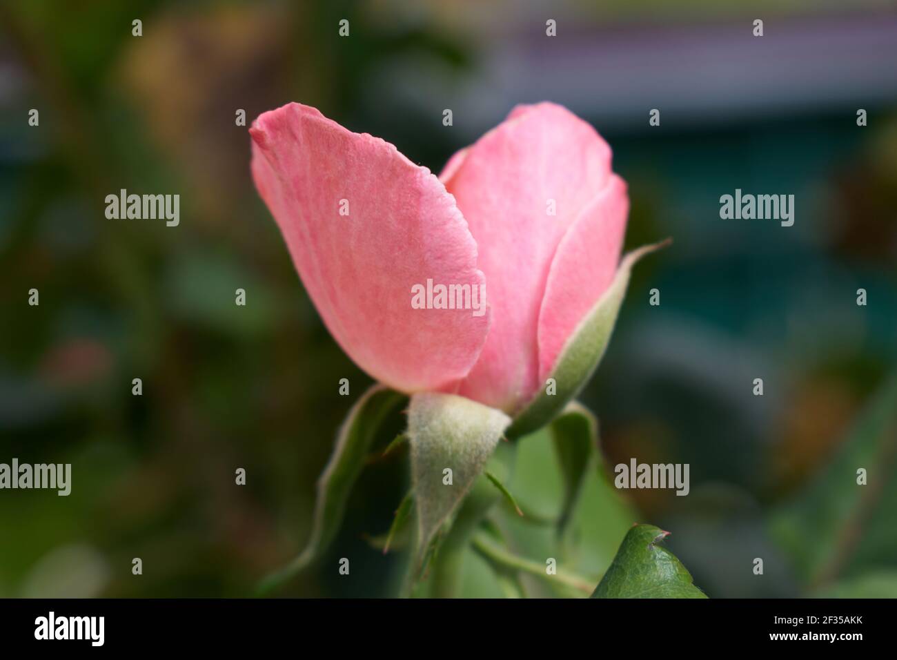 Pink flower that opens its petals Stock Photo - Alamy