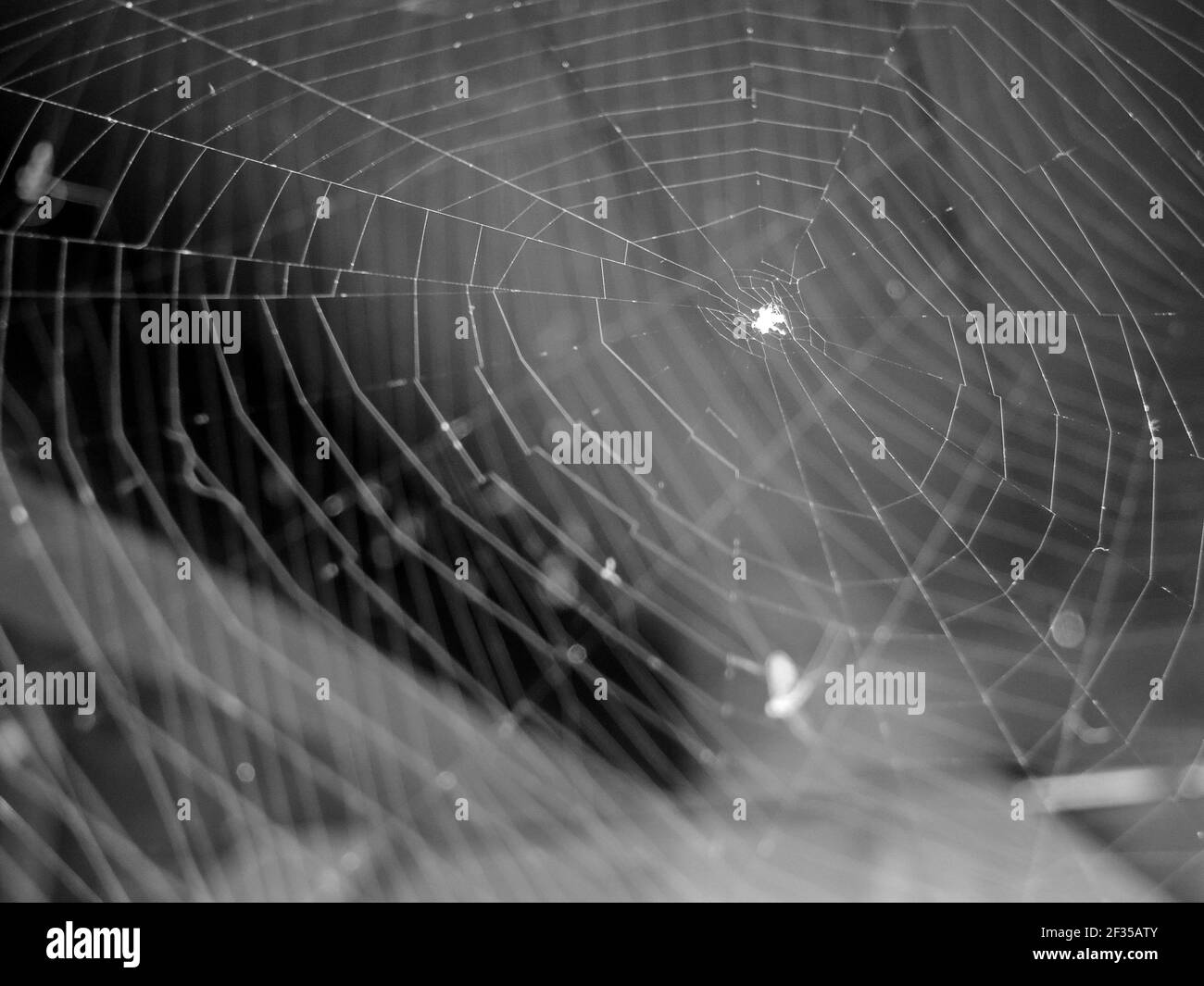A grayscale shot of a spider's web Stock Photo - Alamy