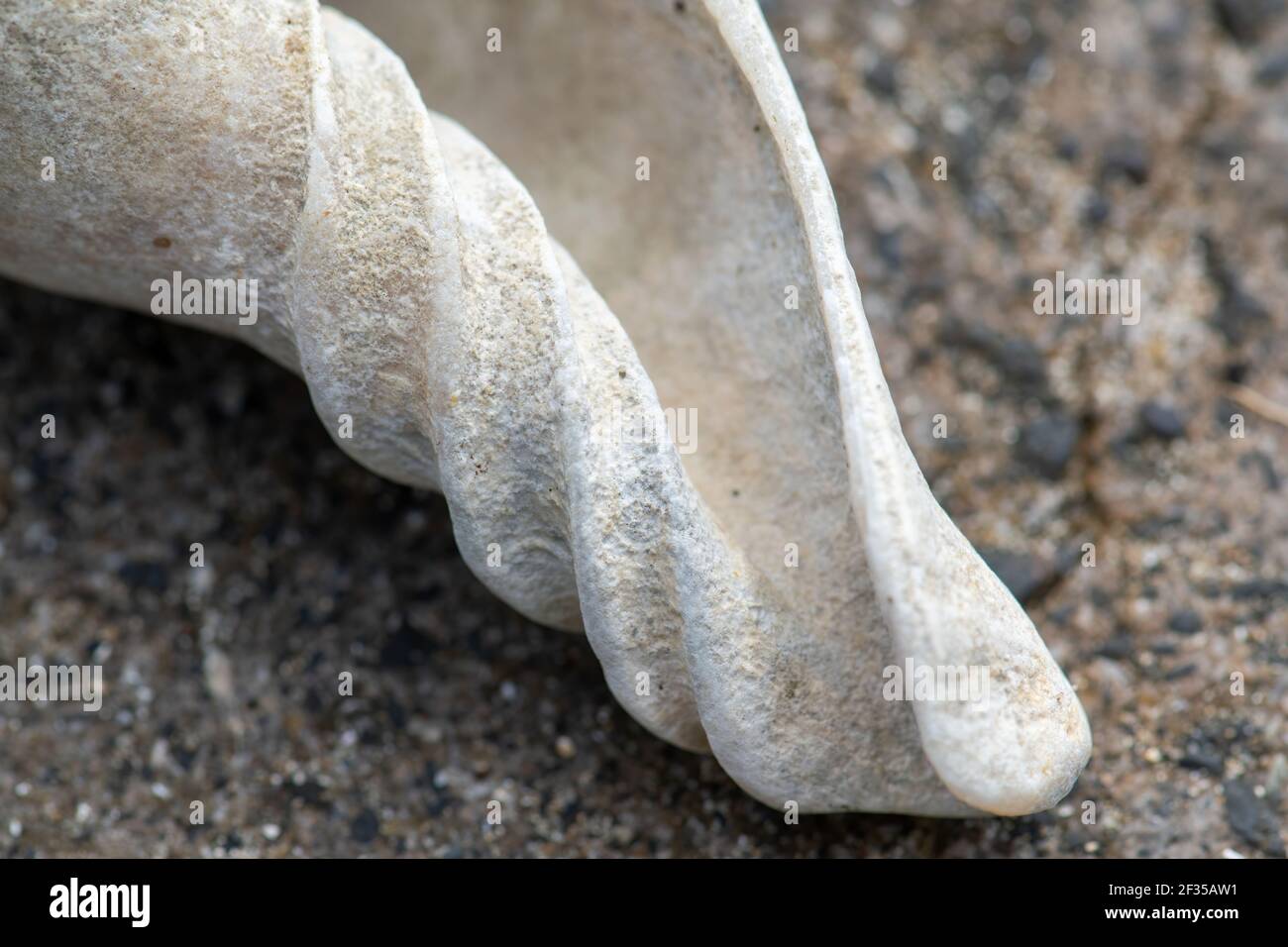 AUCKLAND, NEW ZEALAND - Mar 01, 2021: Macro view of weathered Pacific ...