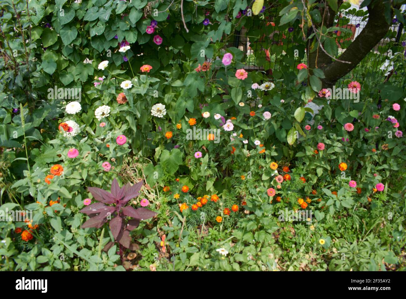 Multiple flowers in the garden Stock Photo - Alamy
