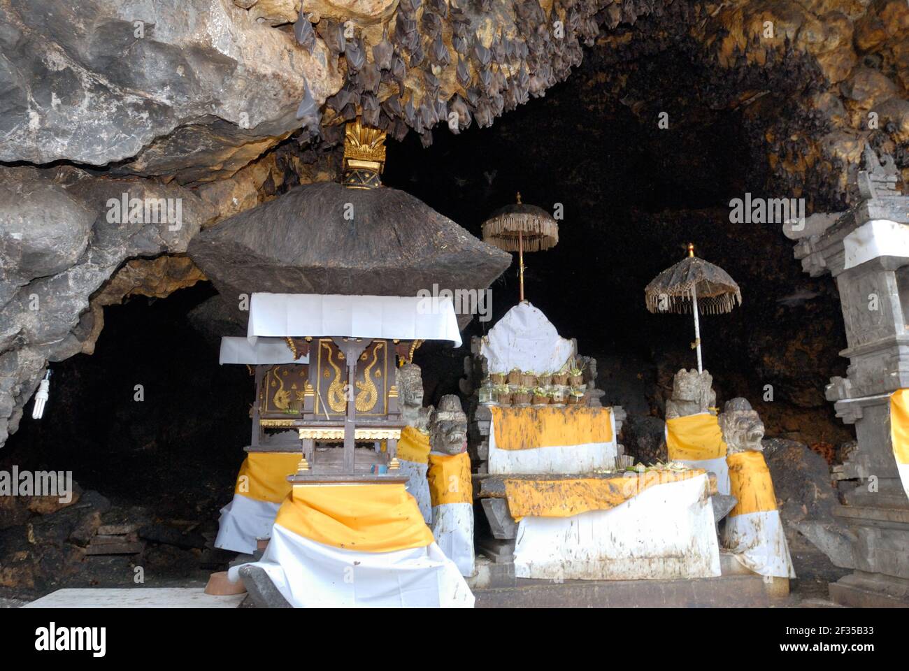 GEOFFREYS ROUSETTE BATS (ROUSETTUS AMPLEXICAUDATUS) HANGING IN SACRED ...