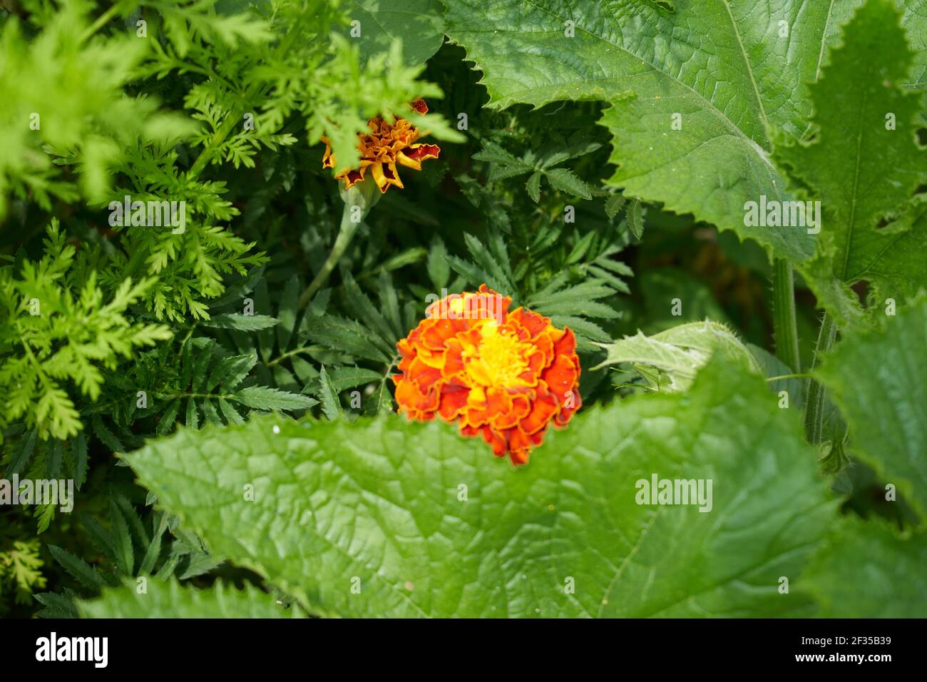 Bright red fluffy flower hi-res stock photography and images - Alamy