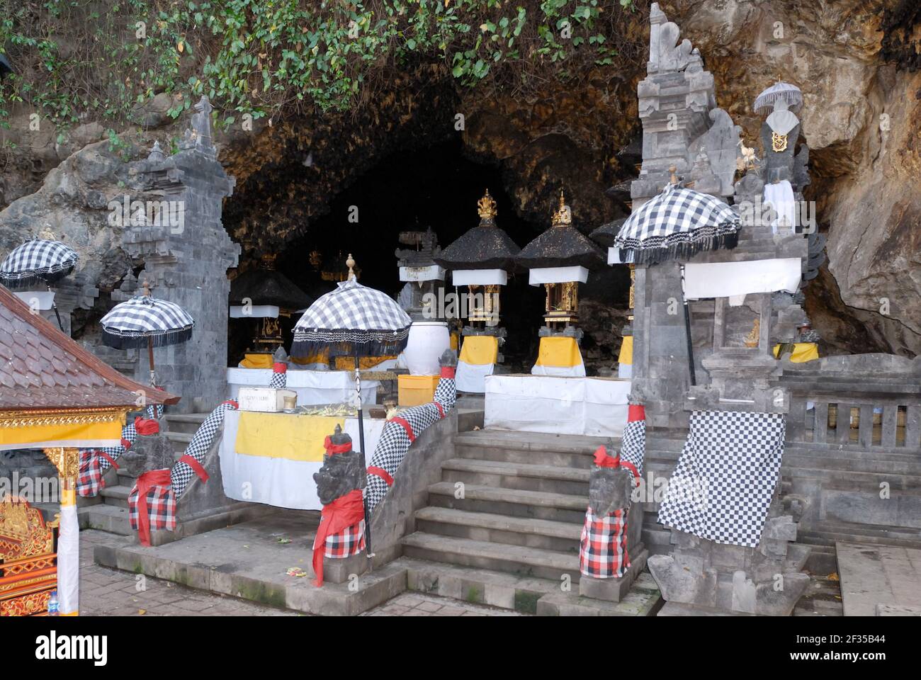 GEOFFREYS ROUSETTE BATS (ROUSETTUS AMPLEXICAUDATUS) HANGING IN SACRED ...