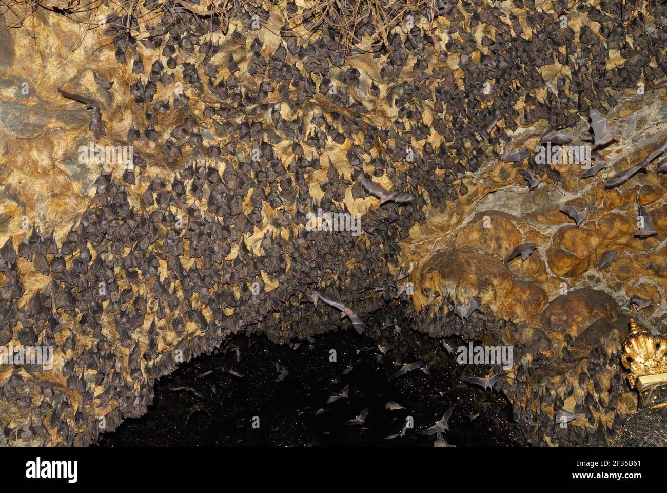 Rousettus amplexicaudatus hi-res stock photography and images - Alamy