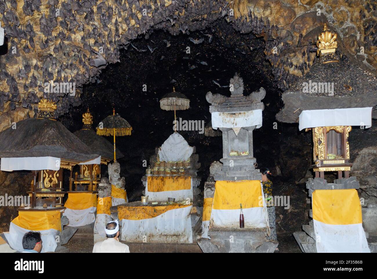 GEOFFREYS ROUSETTE BATS (ROUSETTUS AMPLEXICAUDATUS) HANGING IN SACRED ...