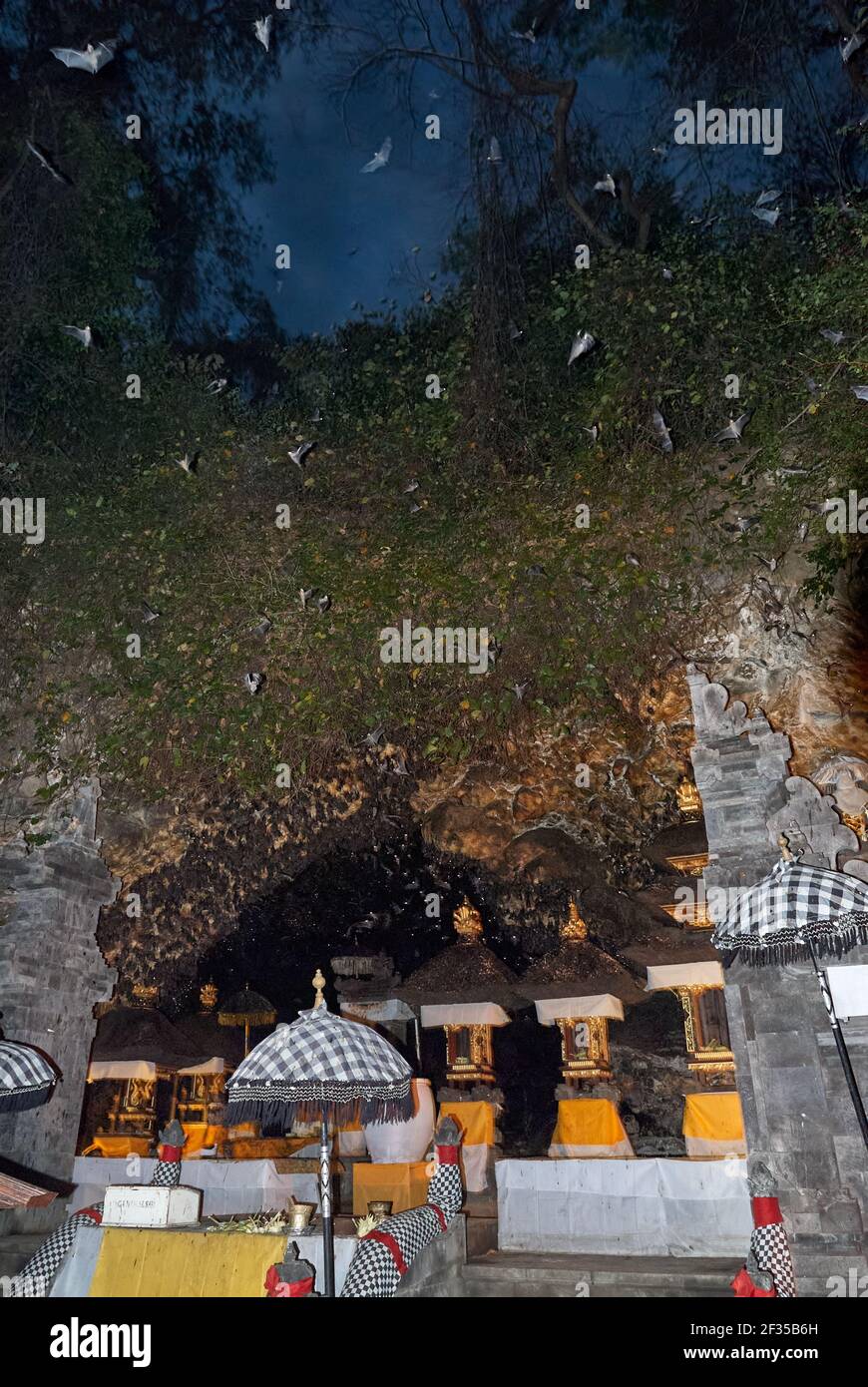 GEOFFREYS ROUSETTE BATS (ROUSETTUS AMPLEXICAUDATUS) HANGING IN SACRED ...