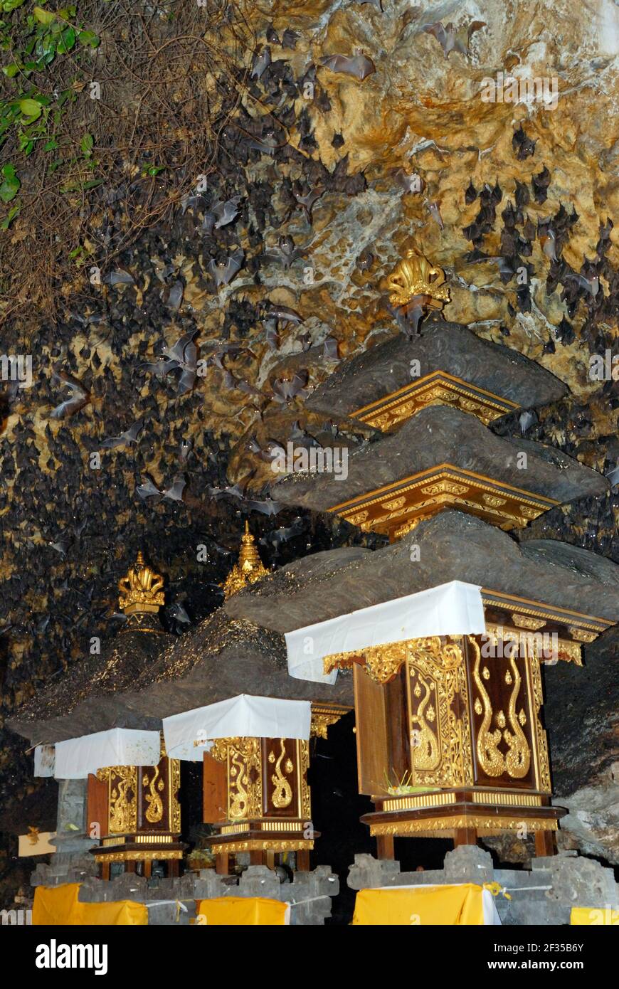 GEOFFREYS ROUSETTE BATS (ROUSETTUS AMPLEXICAUDATUS) HANGING IN SACRED ...
