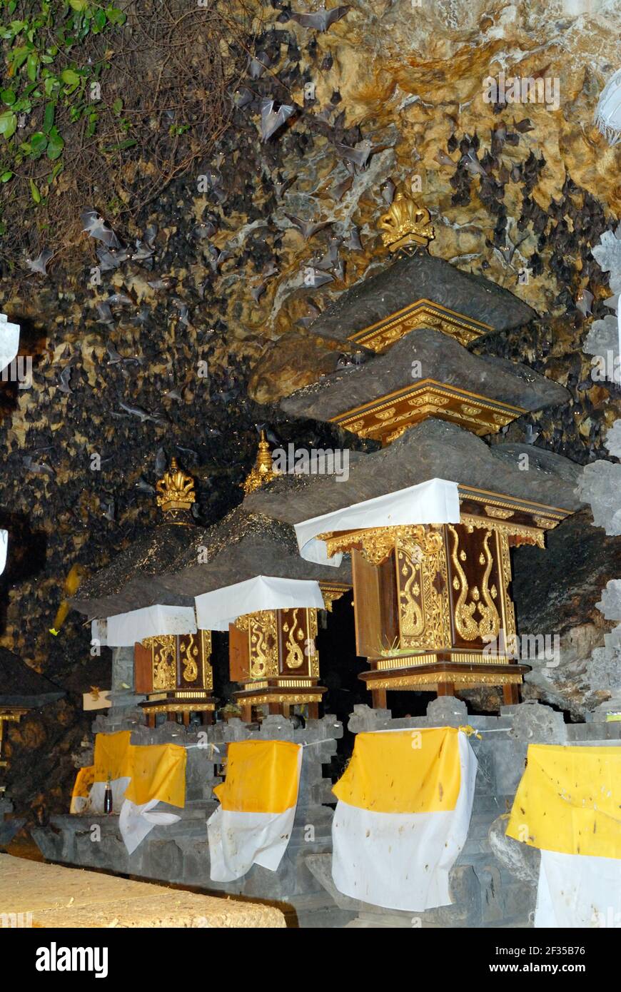 GEOFFREYS ROUSETTE BATS (ROUSETTUS AMPLEXICAUDATUS) HANGING IN SACRED ...