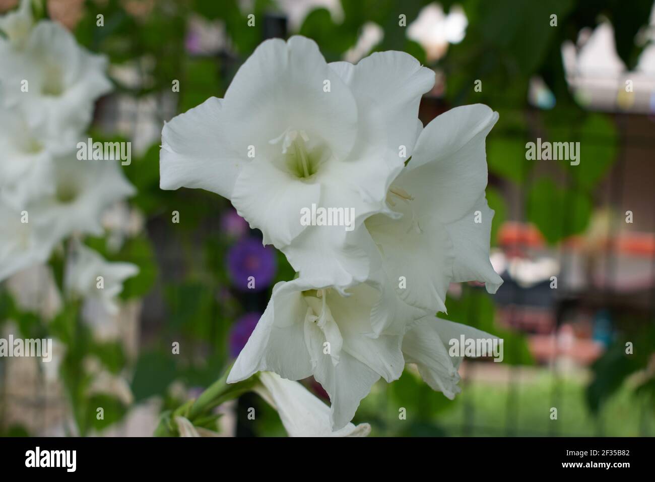Beautiful white flowers in bloom Stock Photo - Alamy