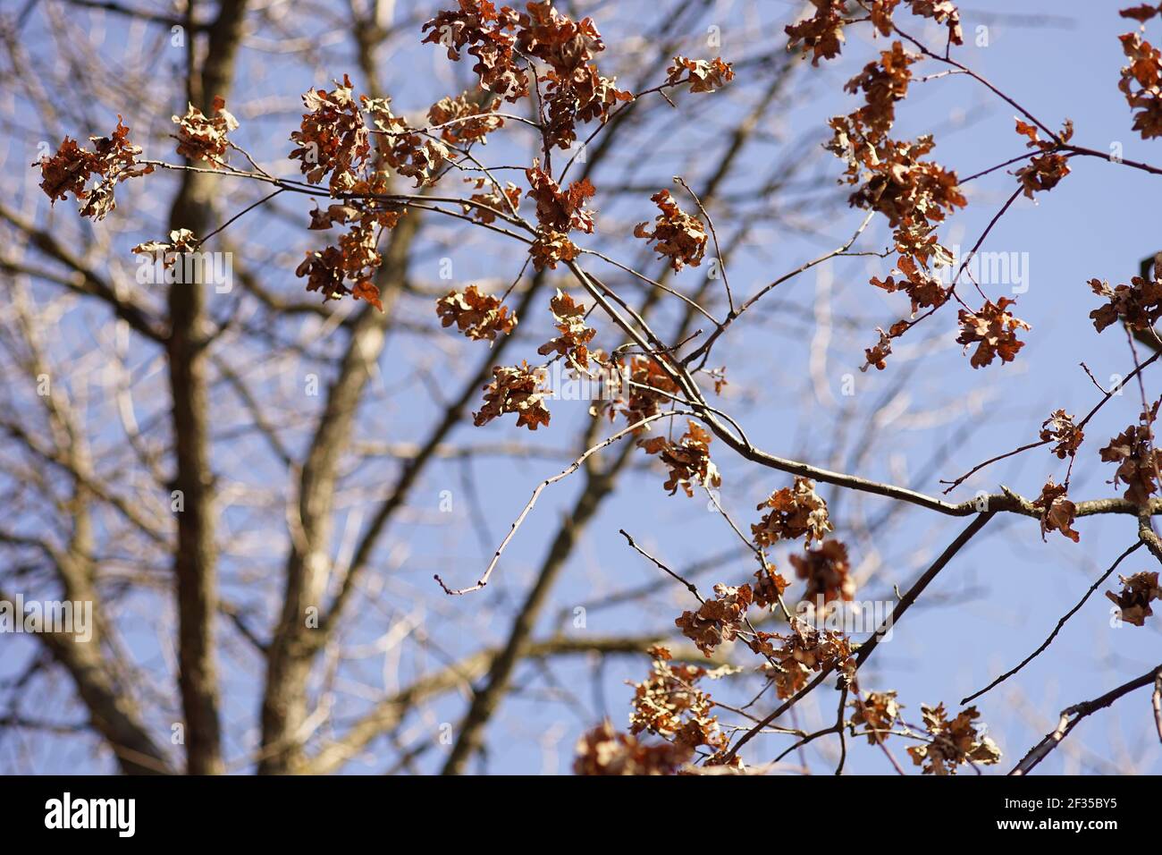 Old bare tree with dry brown leaves in blue sky Stock Photo - Alamy