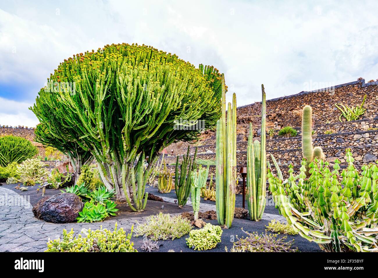Giant candelabra cactus hi-res stock photography and images - Alamy
