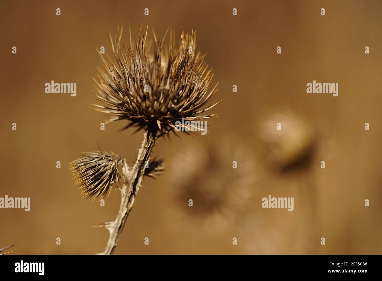 Sharp thorn plant growing in blurry brown field Stock Photo - Alamy