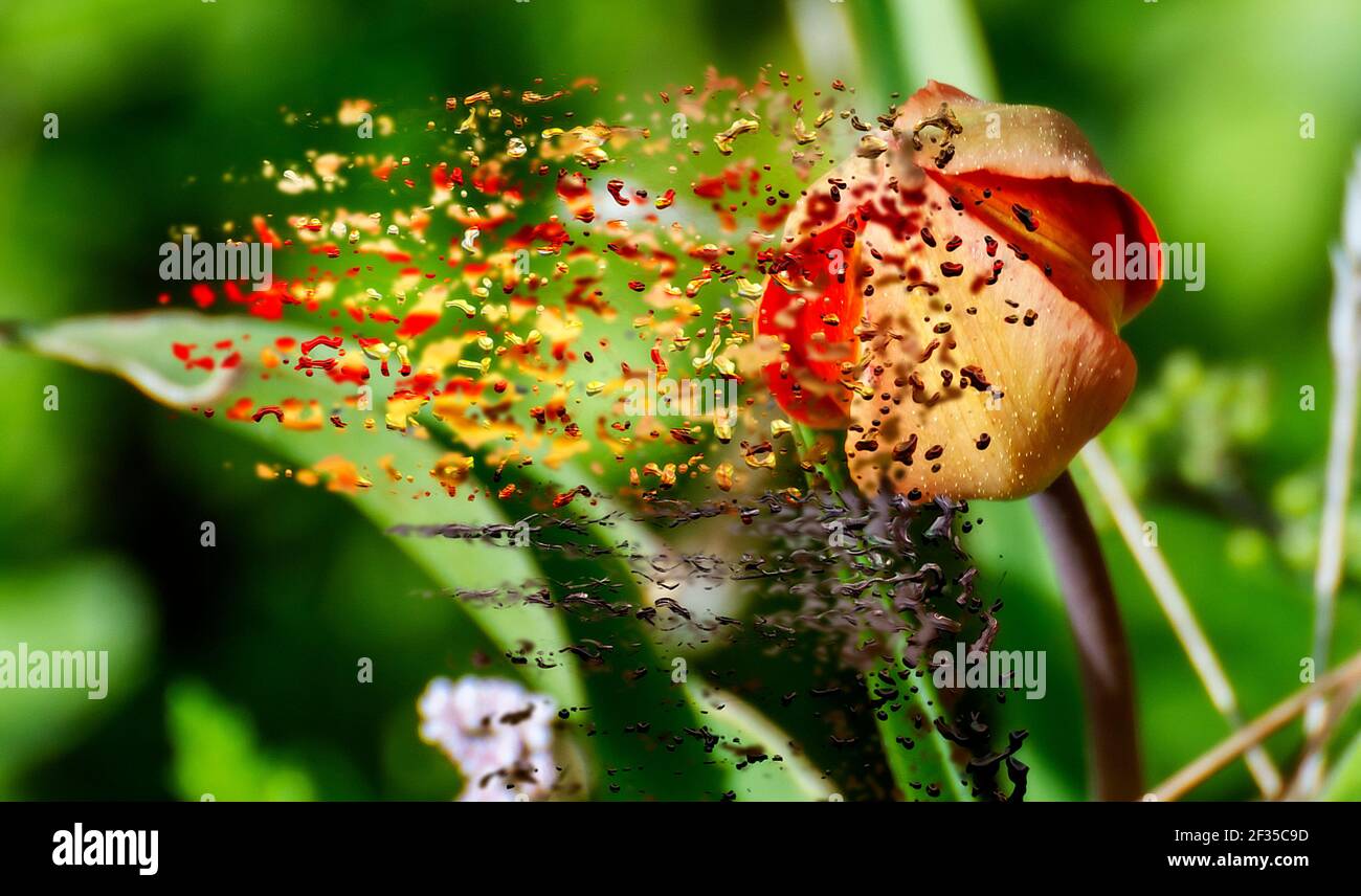 Exploding flower hi-res stock photography and images - Alamy