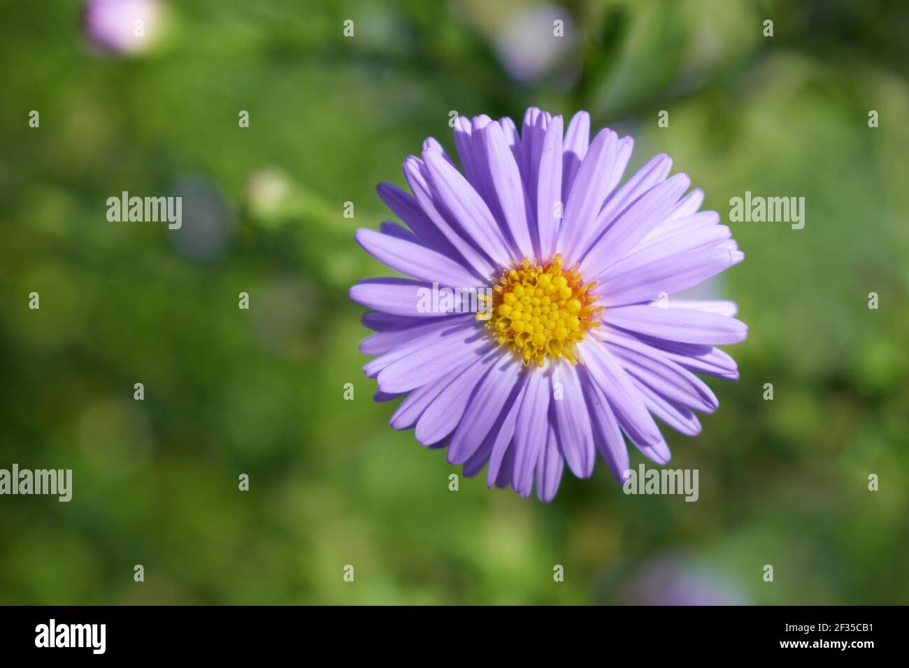 Peflower hi-res stock photography and images - Alamy