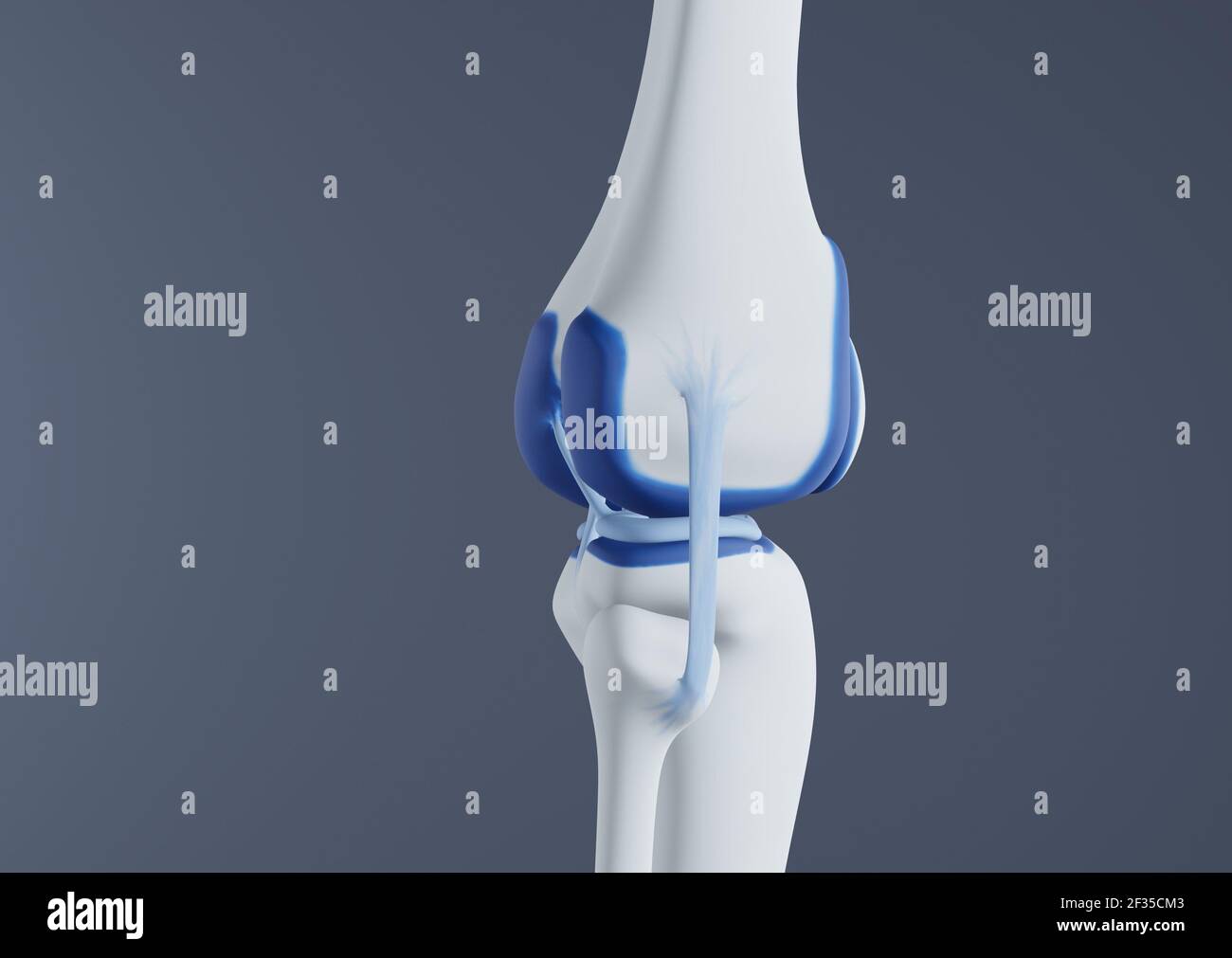 View of knee bones and ligaments Stock Photo - Alamy