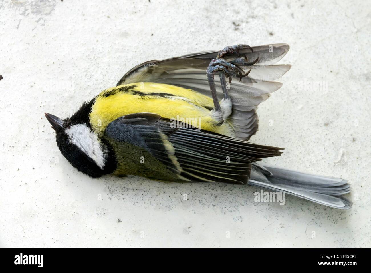 Dead Bird on Ground Great tit Parus major Small Songbird Stock Photo ...
