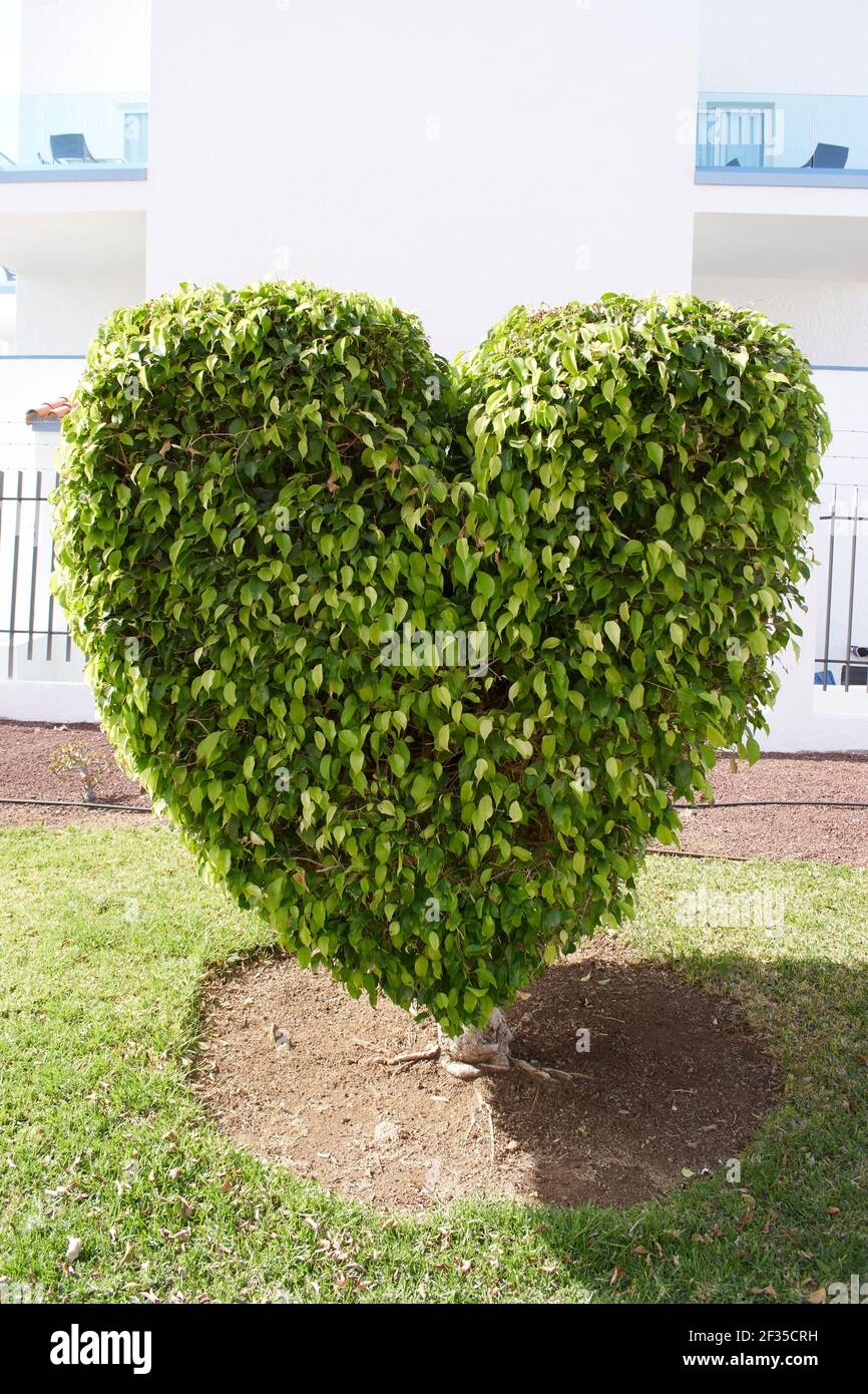 Syzygium sinubanense hi-res stock photography and images - Alamy